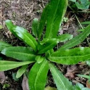 Beneficios nutricionales y propiedades medicinales del Culantro o ...